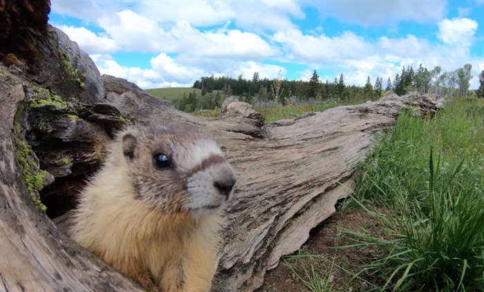 Underground Uproar - Marmots In The Okanagan